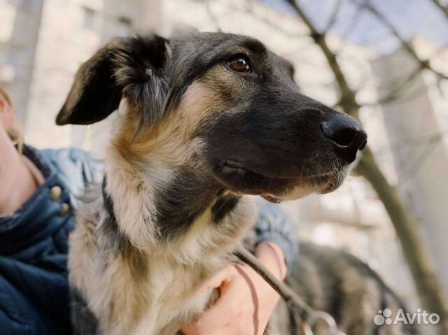 Собаки бесплатно в добры е руки
