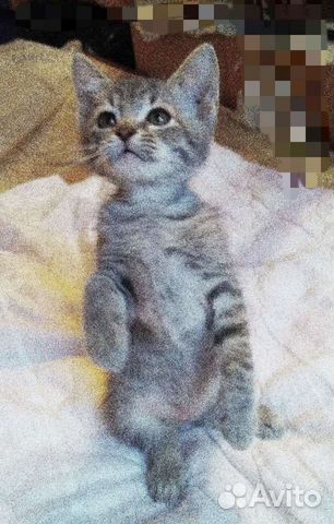 Котёнок в дар