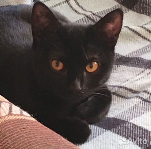Кошка чёрная Котенок