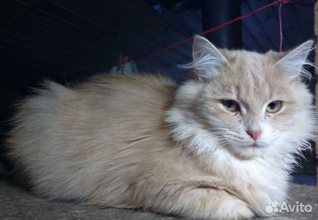 Рыжий котёнок