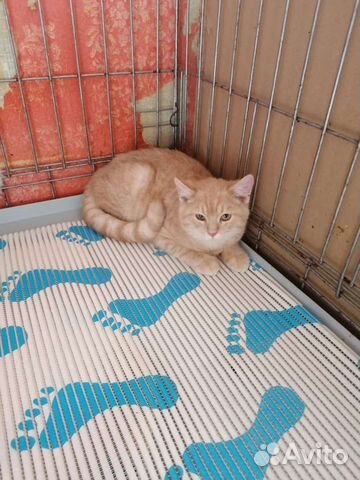 Кот Хани в добрые руки