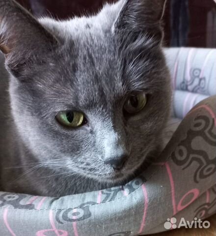 Прекрасная Дымка с поисках дома