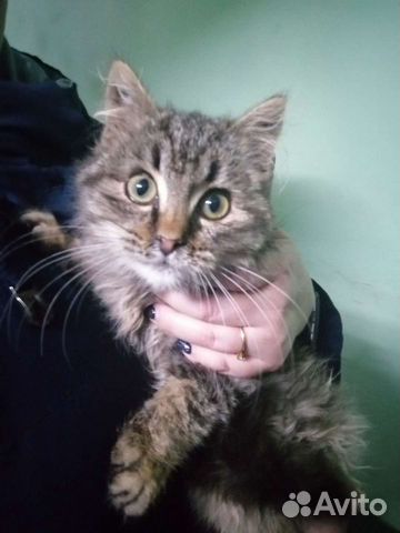 Котёнок сибиряк