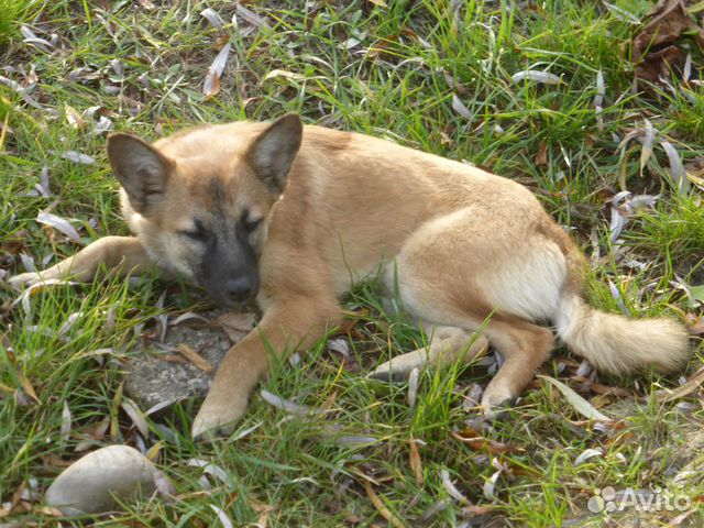 Ласковая собачка в добрые руки