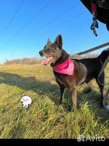 Мушка давно ждёт семью в приюте