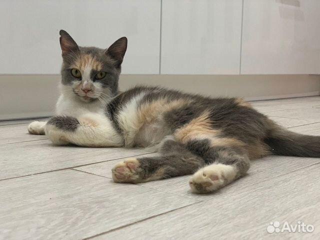 Спокойная стерилизованная кошка