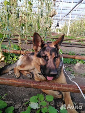 Чистокровный немец ищет подружку