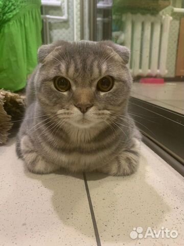 Британский кот на вязку