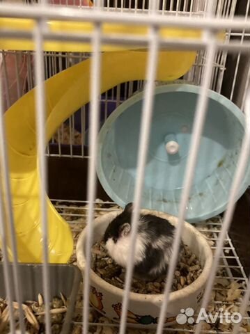 Сирийский хомяк