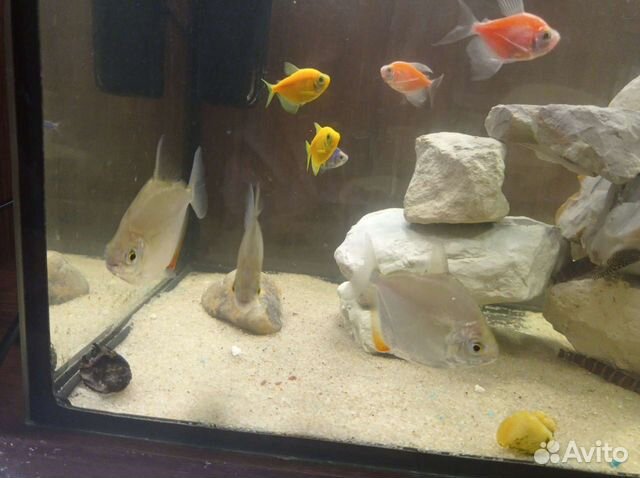 Рыбки метинисы и Теренция