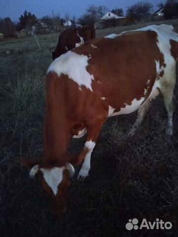 Продаётся корова стельная молочной породы