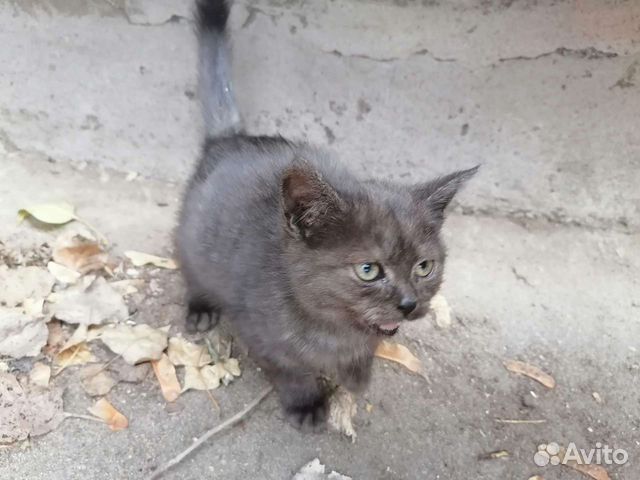 Помогите Погибнет Котенек На улице