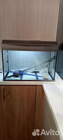 Аквариум тетра на 60л