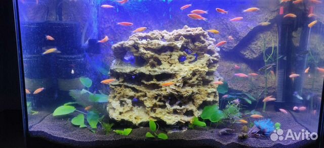 Данио гло и рерио