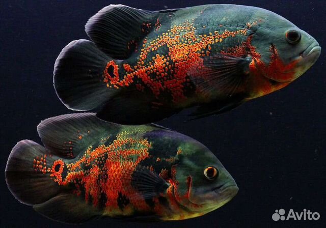 Аквариумные рыбки