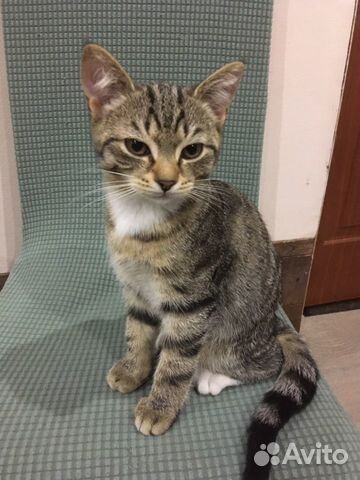 Котёнок Маффин
