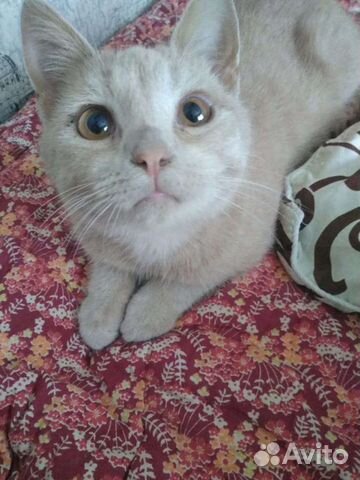 Котик Лёва ищет маму