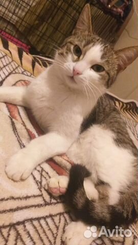 Котомальчик в добрые руки