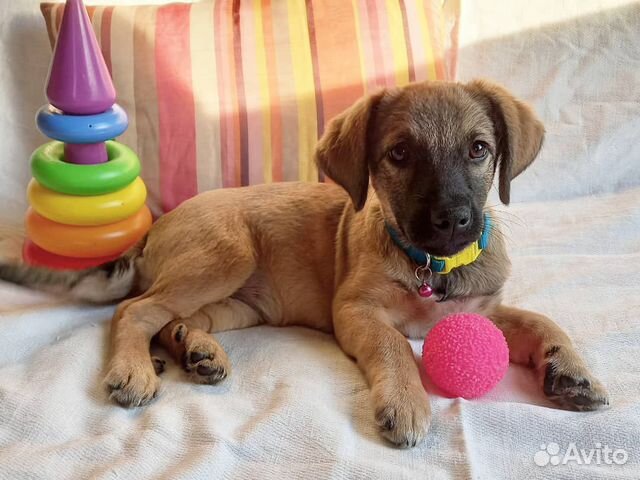 Щенок в добрые руки