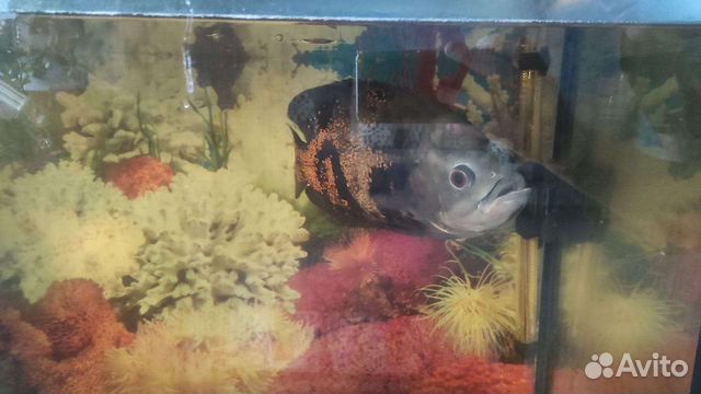 Аквариумные рыбки