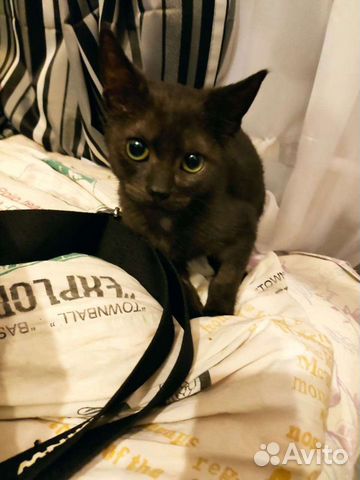 Котёнок необычной окраски