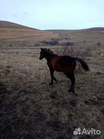 Жеребчик жеребенок