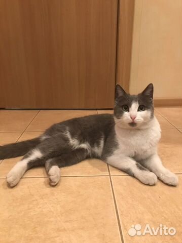 Котик