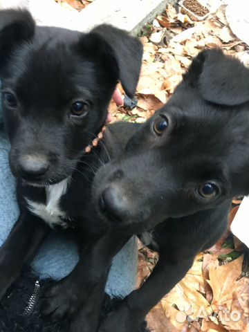 Чудесные дворики бесплатно