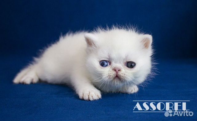 Экзотическая короткошерстная