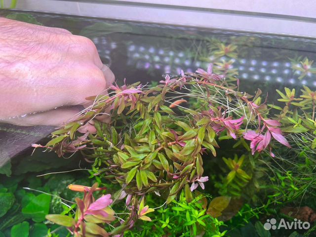 Буцефаландры и др