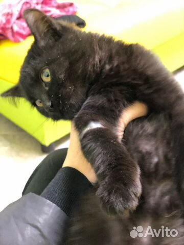 Очаровательный малыш ищет дом