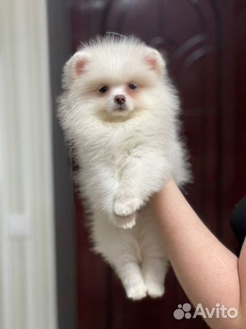 Девочка Померанский шпиц Боня