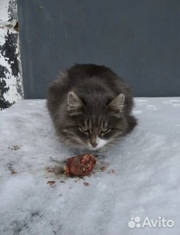 Кот бесплатно