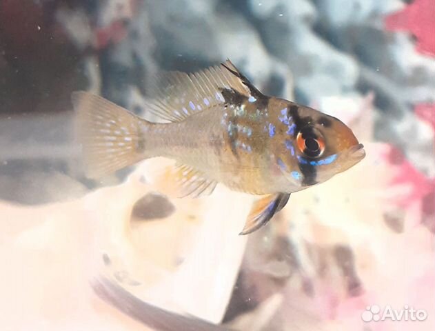 Аквариумные рыбки 2шт