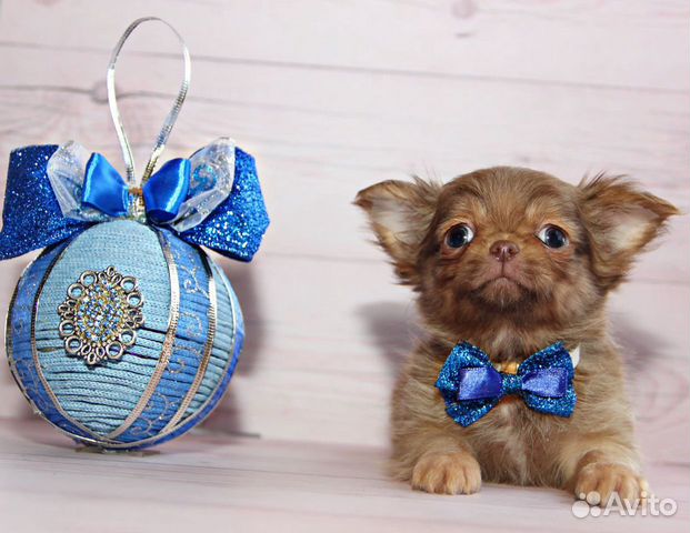 Курносый мишка