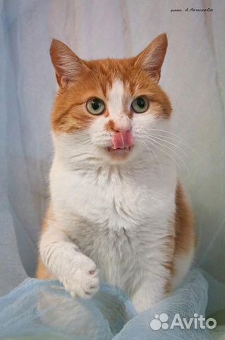 Самый лучший кот