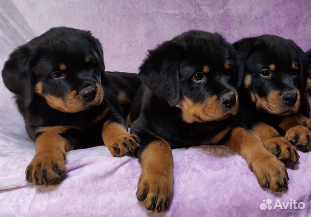 Щенки продажа