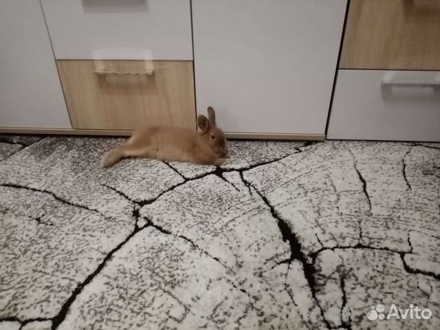 Карликовый кролик