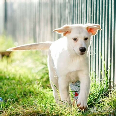 Умка и Лаки (щенок в дар)