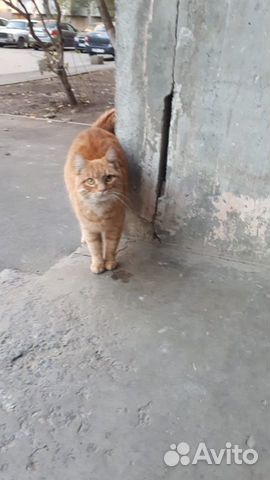 Рыжая кошечка. 2 года