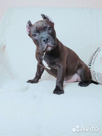 Микро мальчик Американского булли