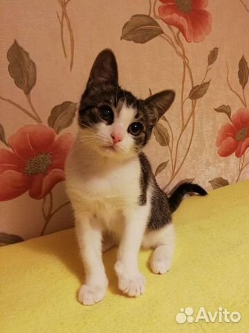 Кошки в добрые руки