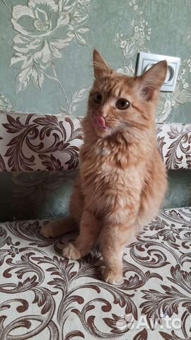 Кошка обыкновенная