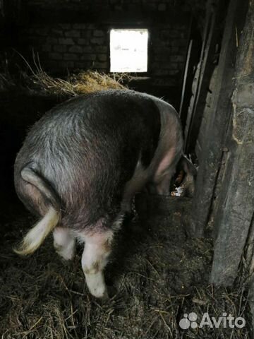 Хряк кастрирован