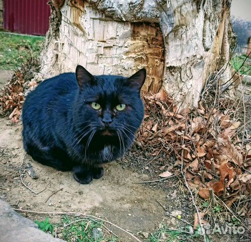 Роскошный чёрный котик