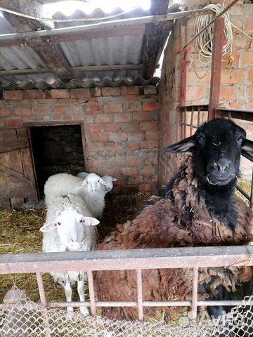 Овцы бараны ягнята