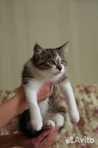 Котенок
