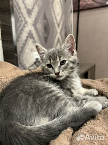 Котенок