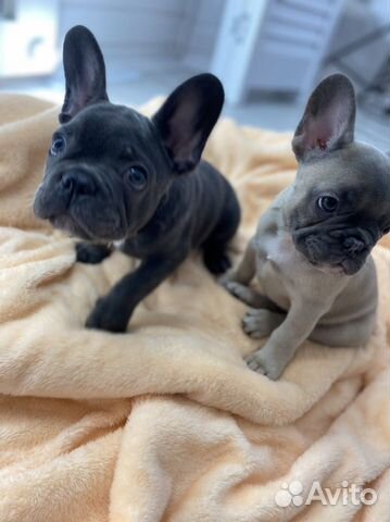 Французский бульдог