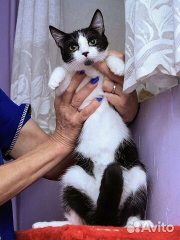 Кошка Кнопочка 1 год